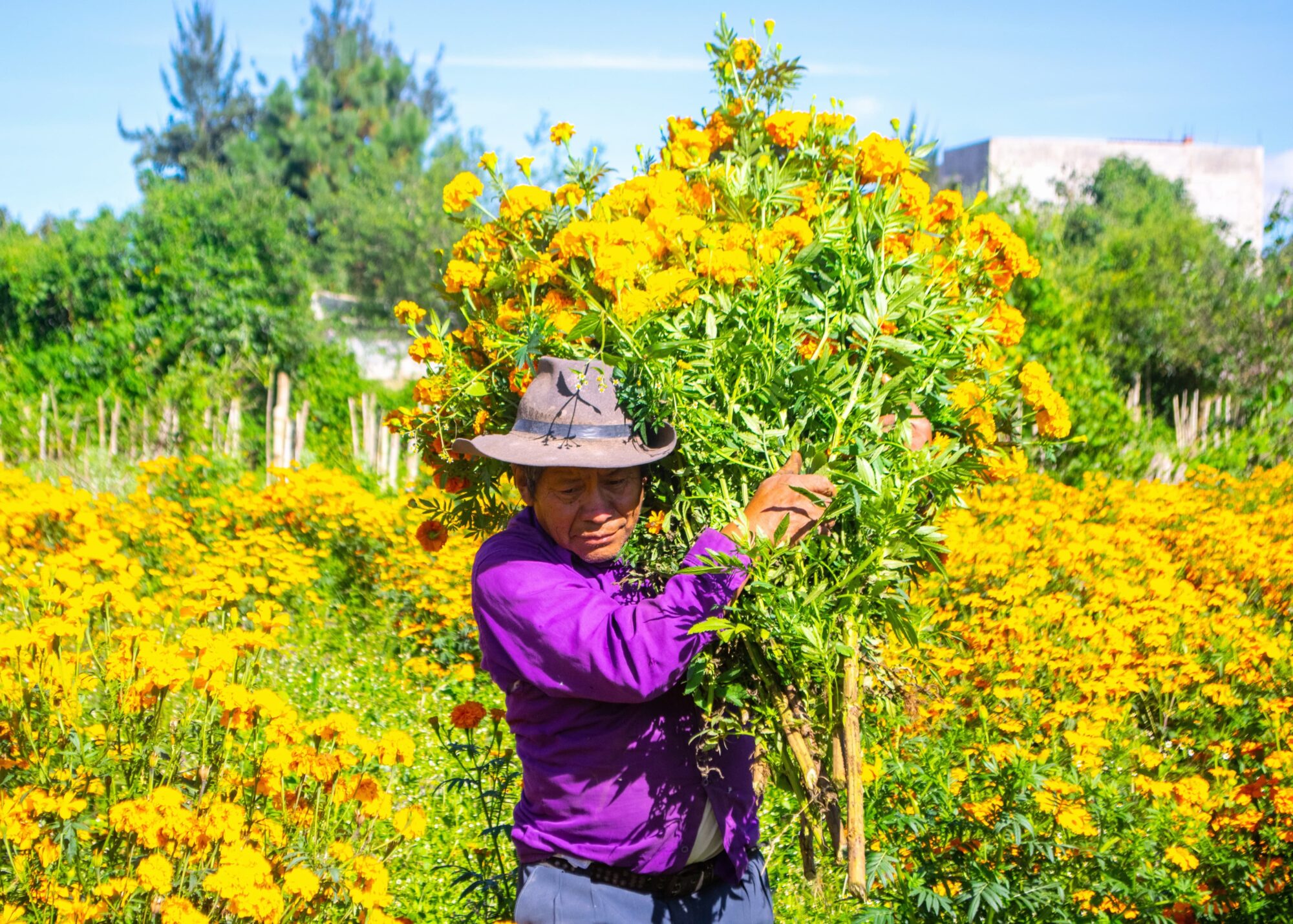 Parutz’ o flor de muerto, el legado de la familia Cun Cúmez en San Juan ...